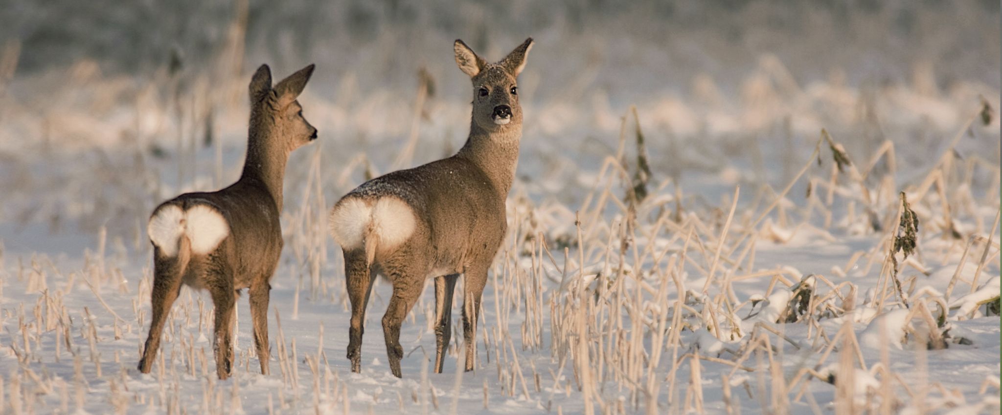Reh | Deutsche Wildtier Stiftung