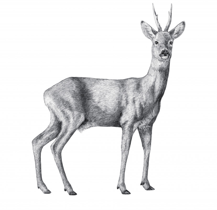 Reh | Deutsche Wildtier Stiftung