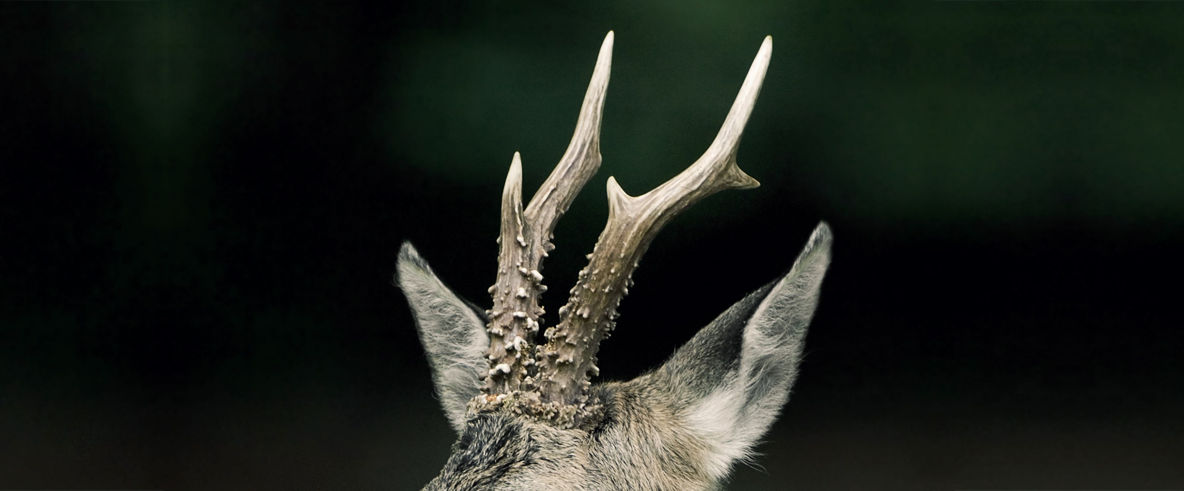 Reh | Deutsche Wildtier Stiftung