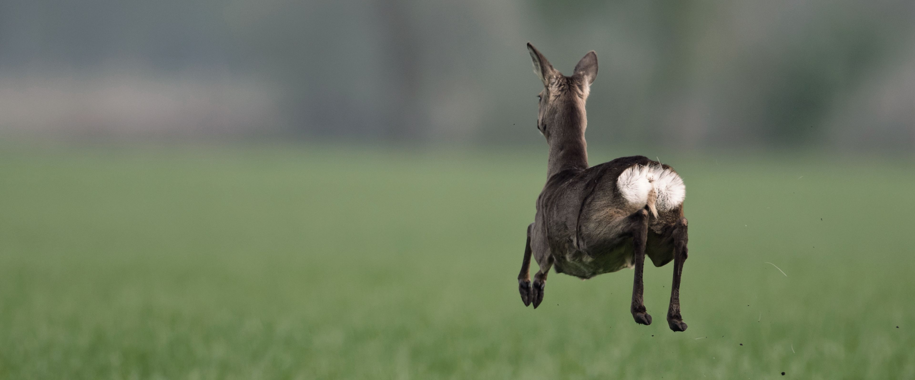 Reh | Deutsche Wildtier Stiftung