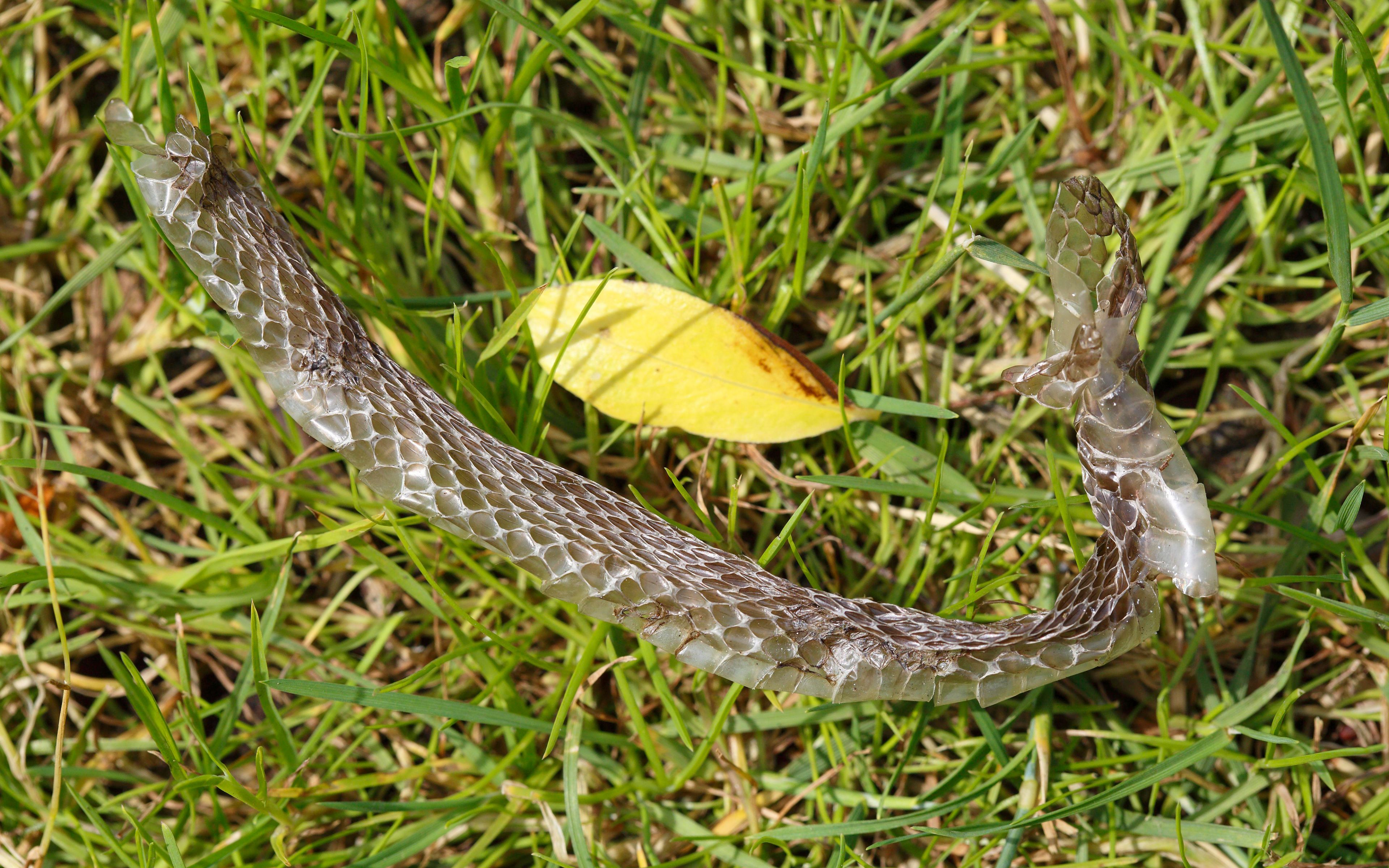 Ringelnatter | Deutsche Wildtier Stiftung
