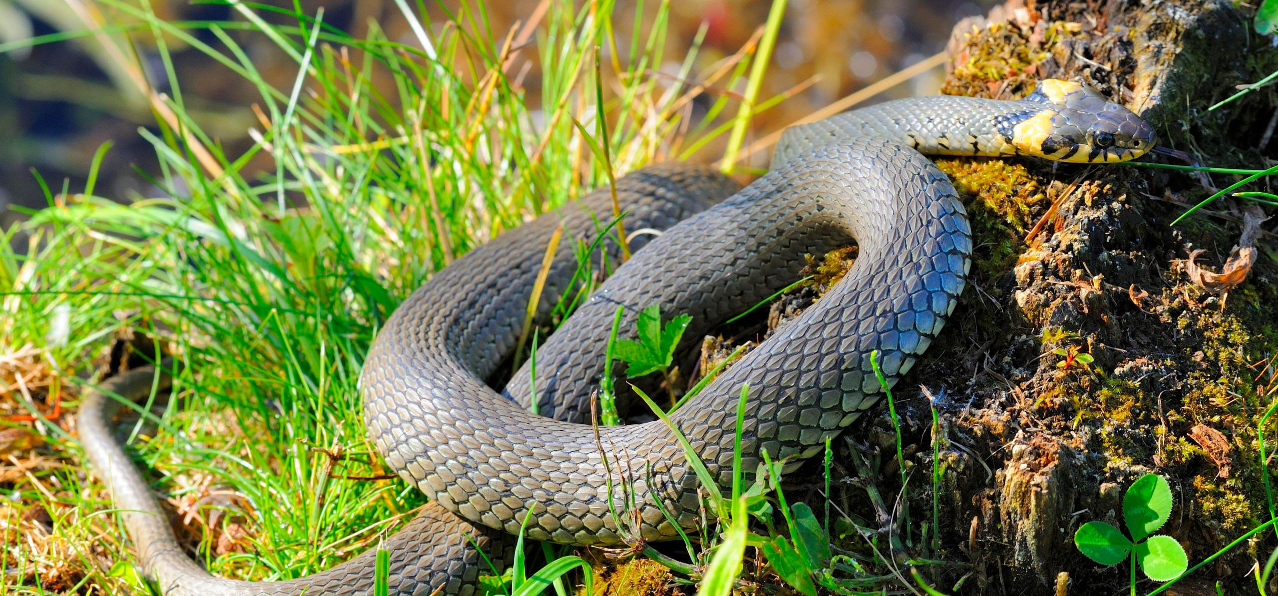 Ringelnatter | Deutsche Wildtier Stiftung