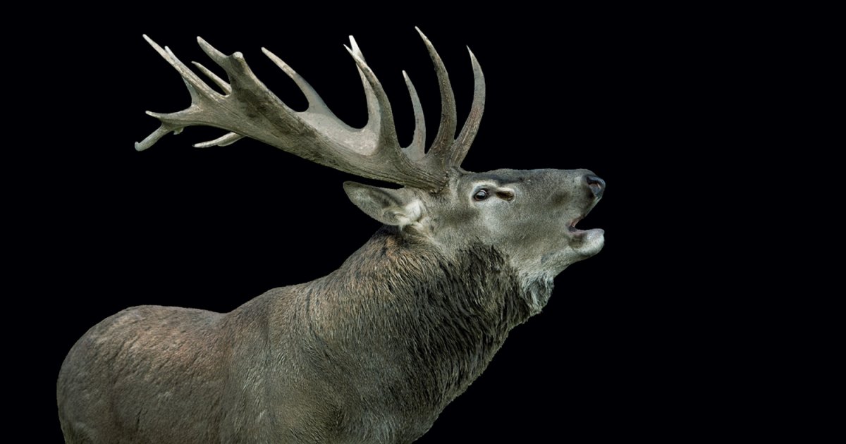 Rothirsch | Deutsche Wildtier Stiftung