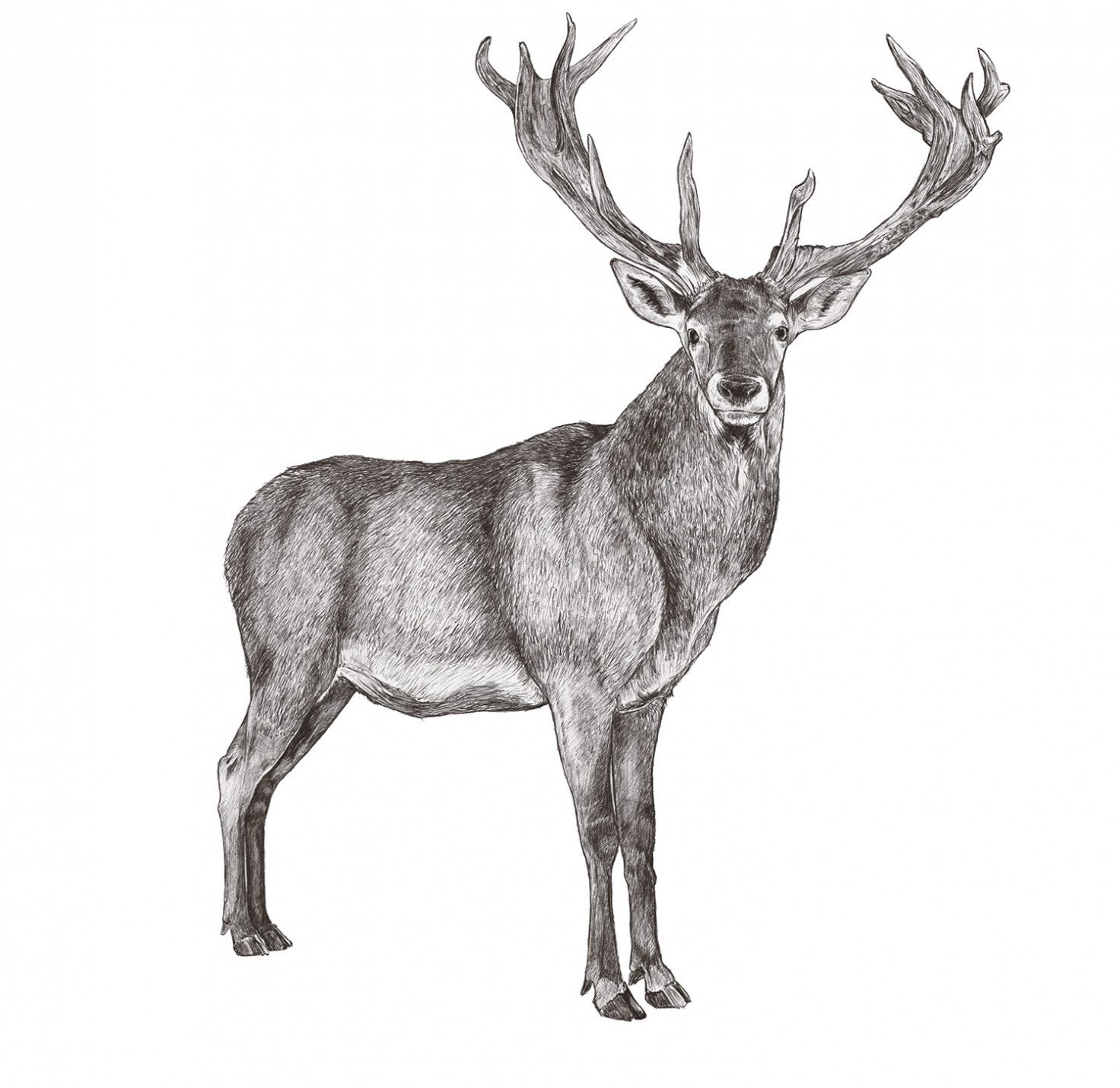 Rothirsch | Deutsche Wildtier Stiftung