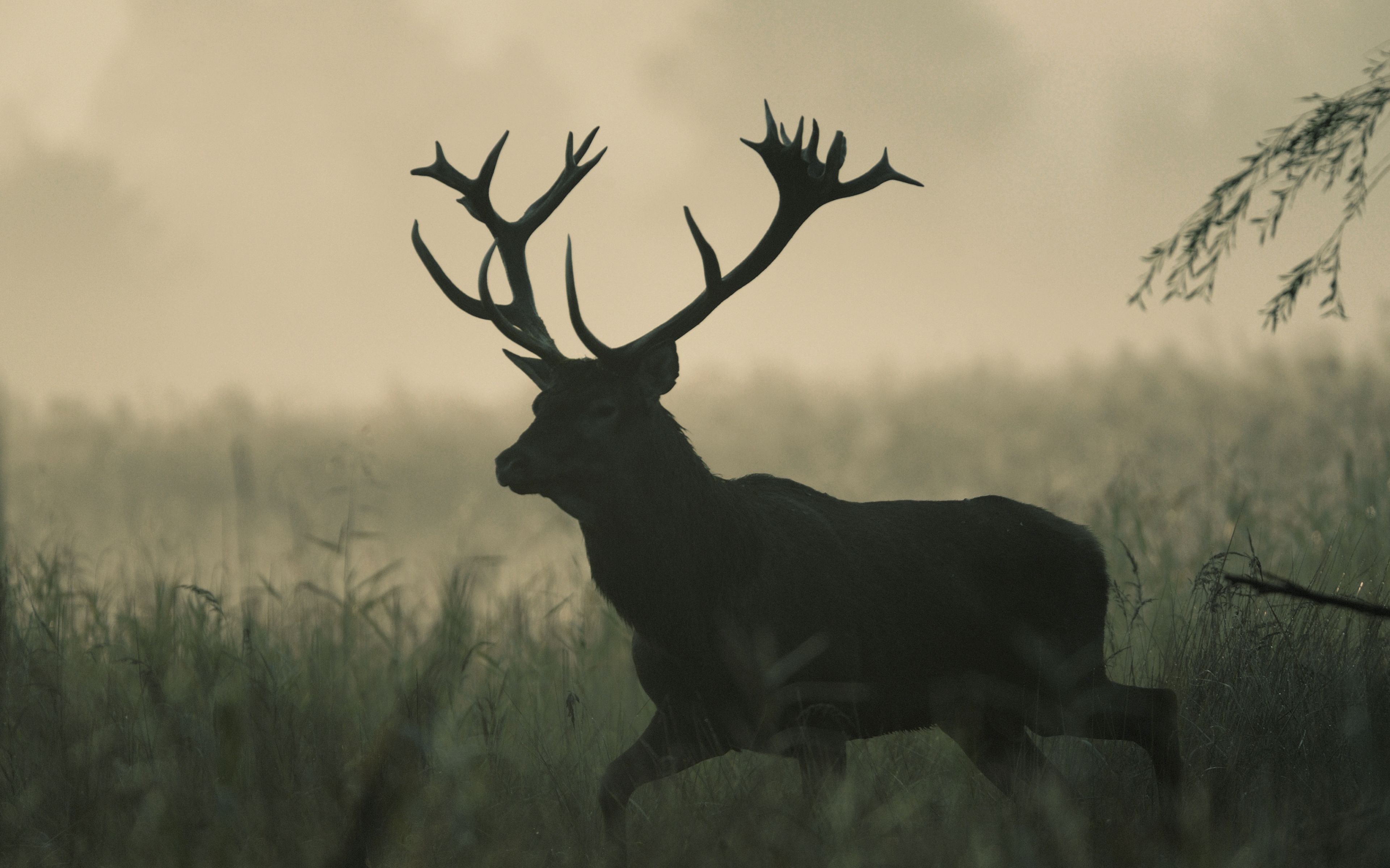 Rothirsch | Deutsche Wildtier Stiftung