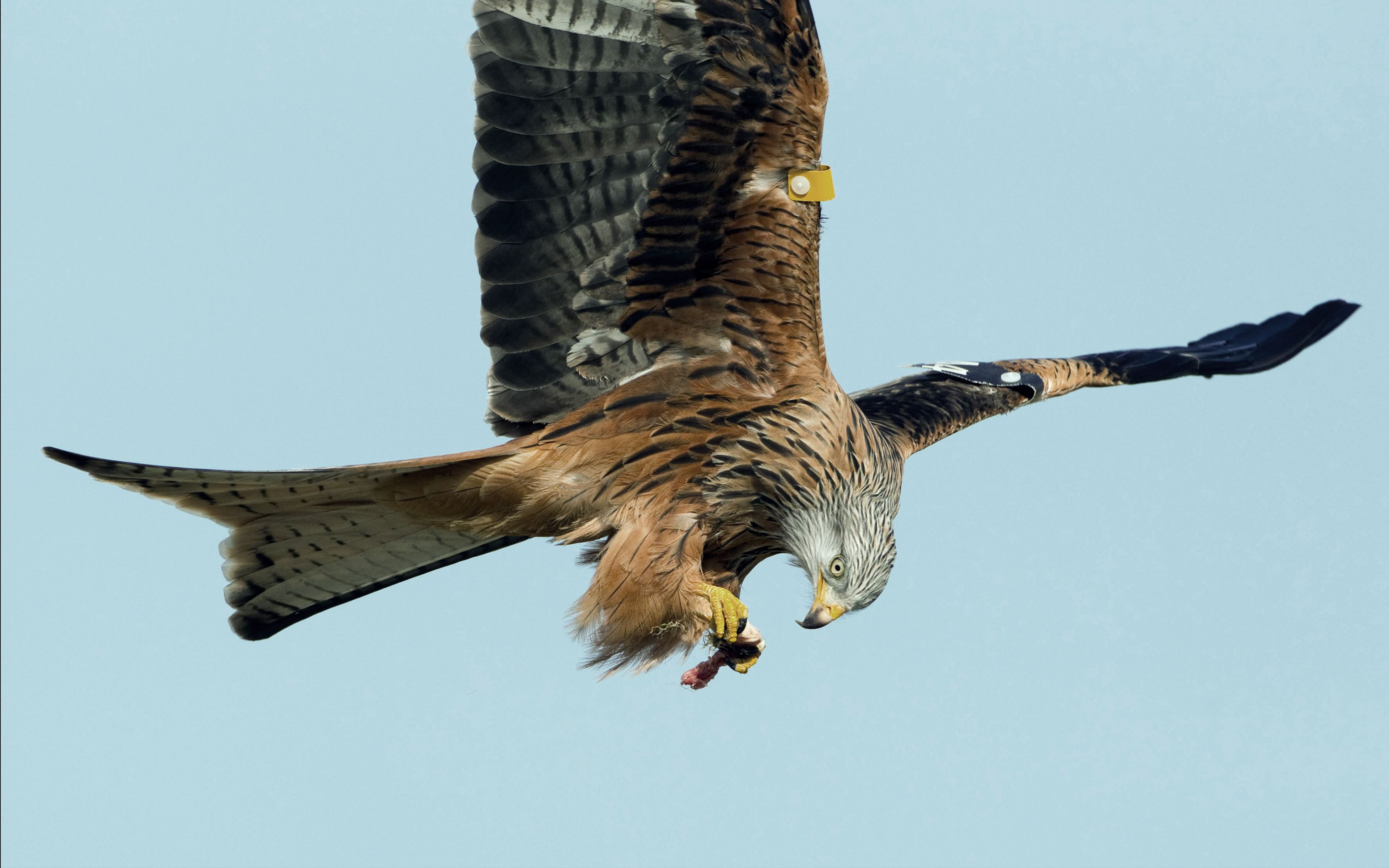 Rotmilan | Deutsche Wildtier Stiftung