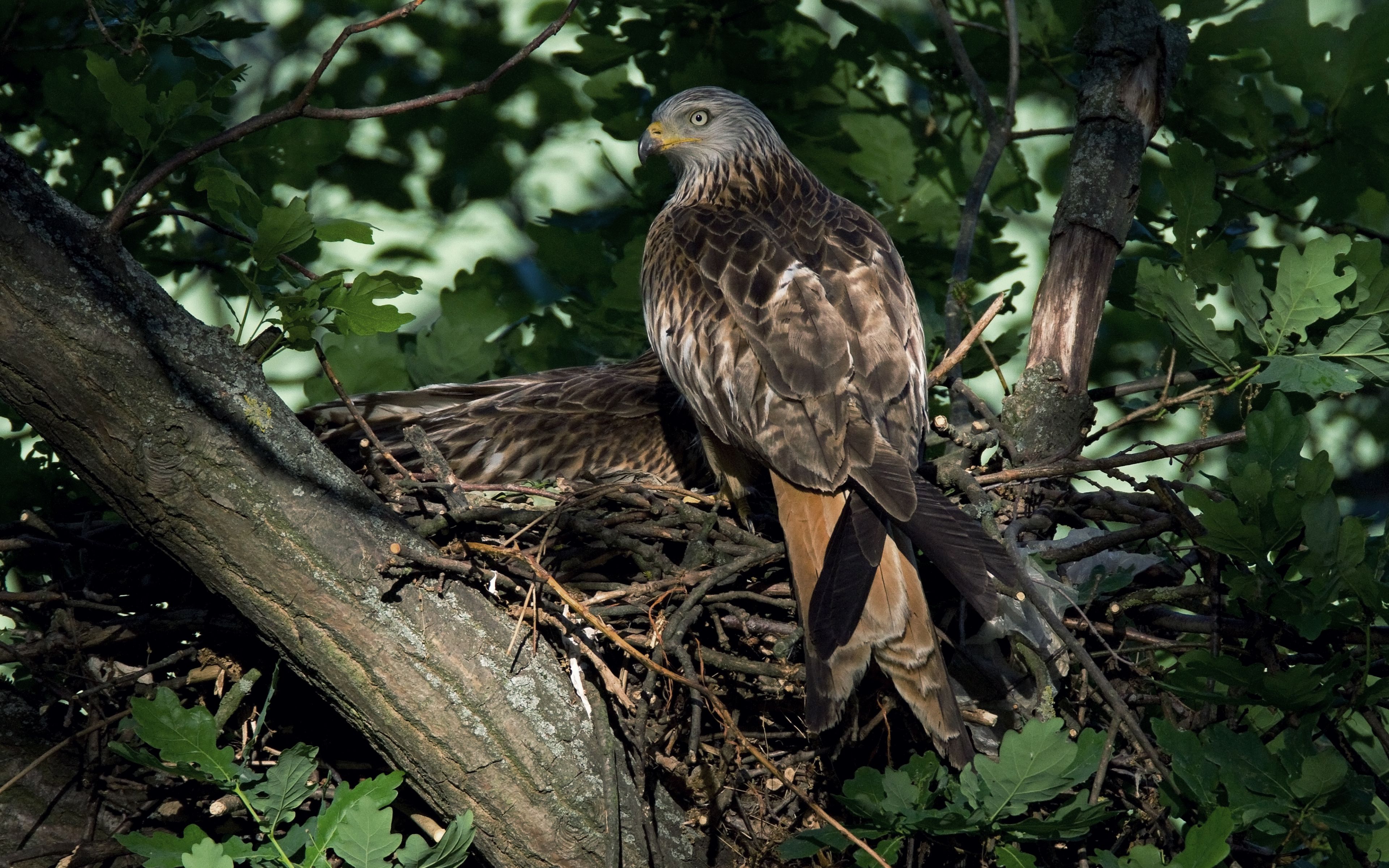 Rotmilan | Deutsche Wildtier Stiftung