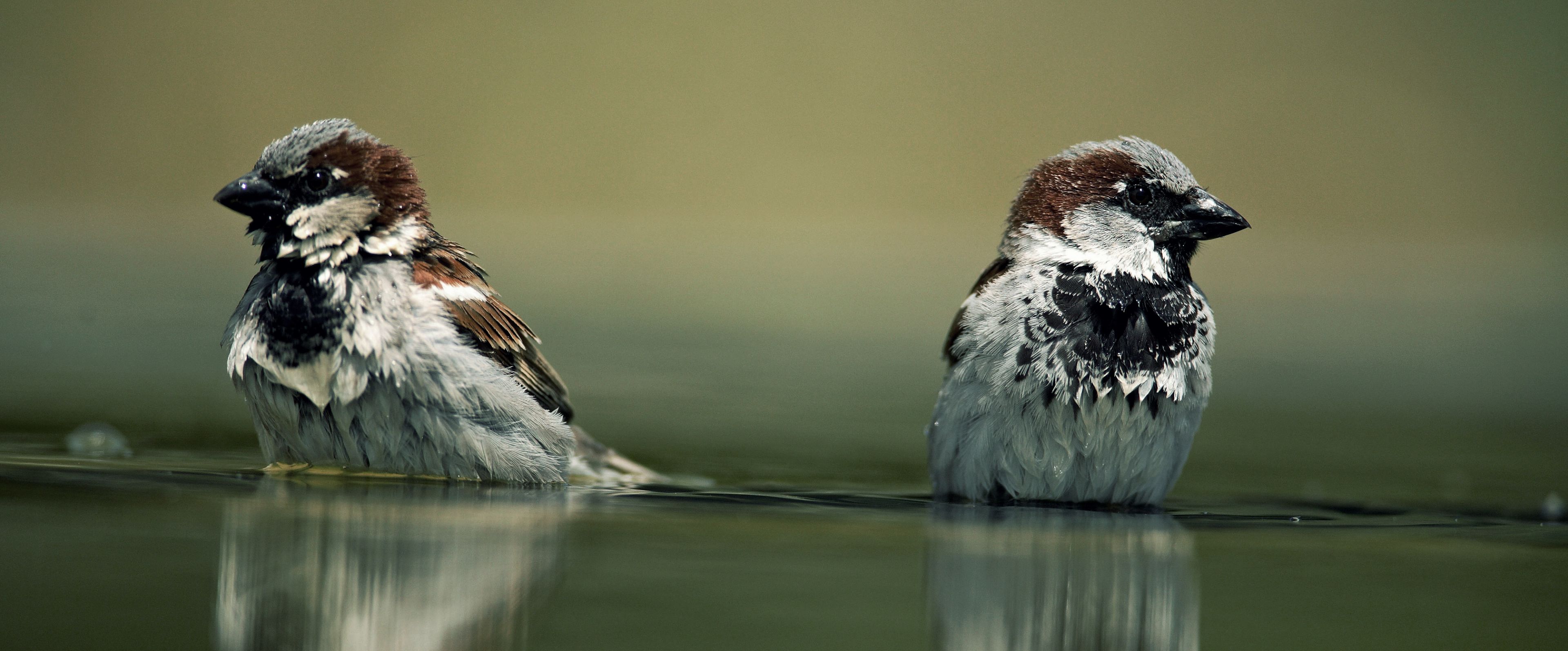 Spatz | Deutsche Wildtier Stiftung