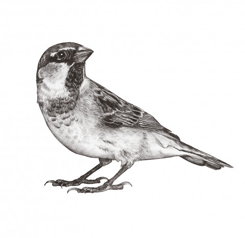 Spatz | Deutsche Wildtier Stiftung