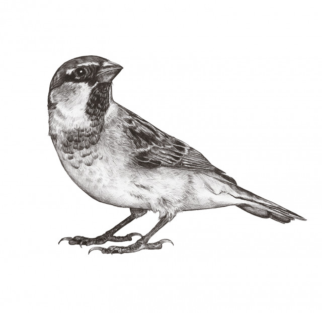 Spatz | Deutsche Wildtier Stiftung