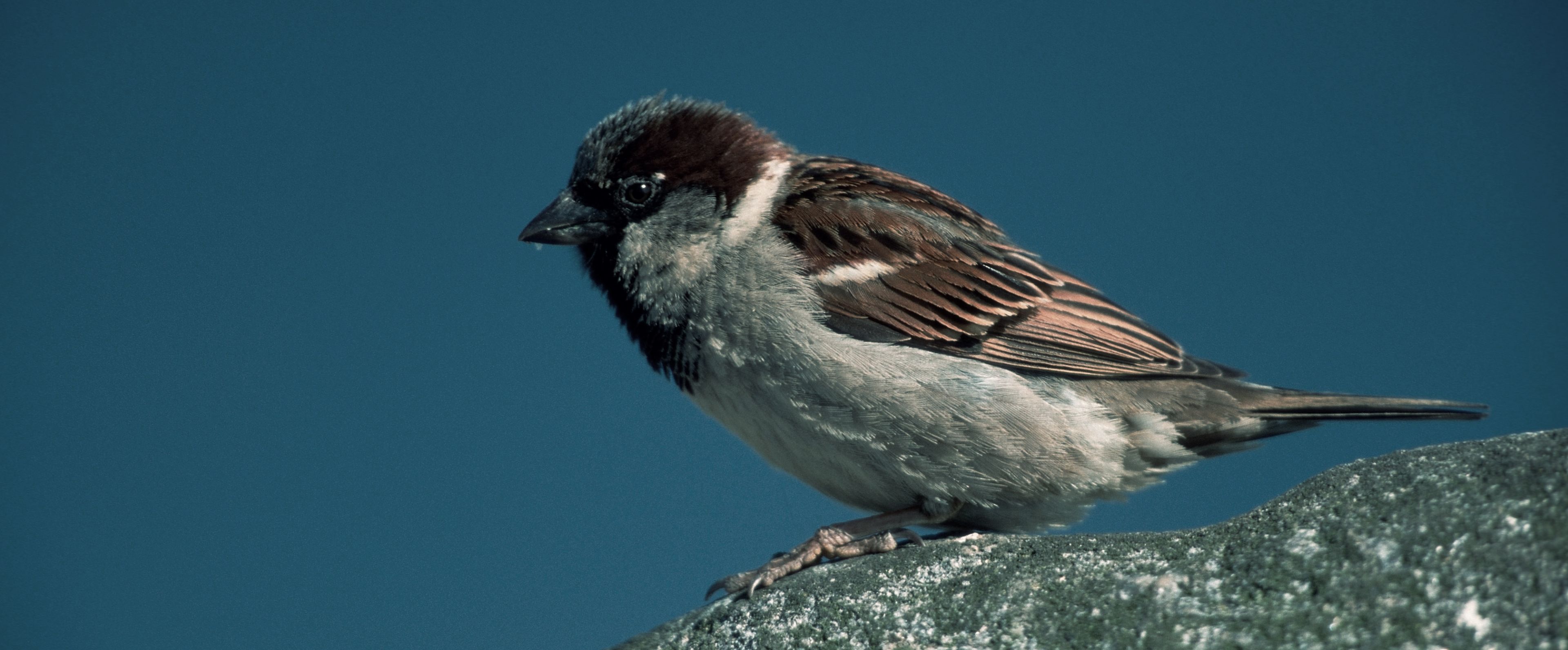 Spatz | Deutsche Wildtier Stiftung