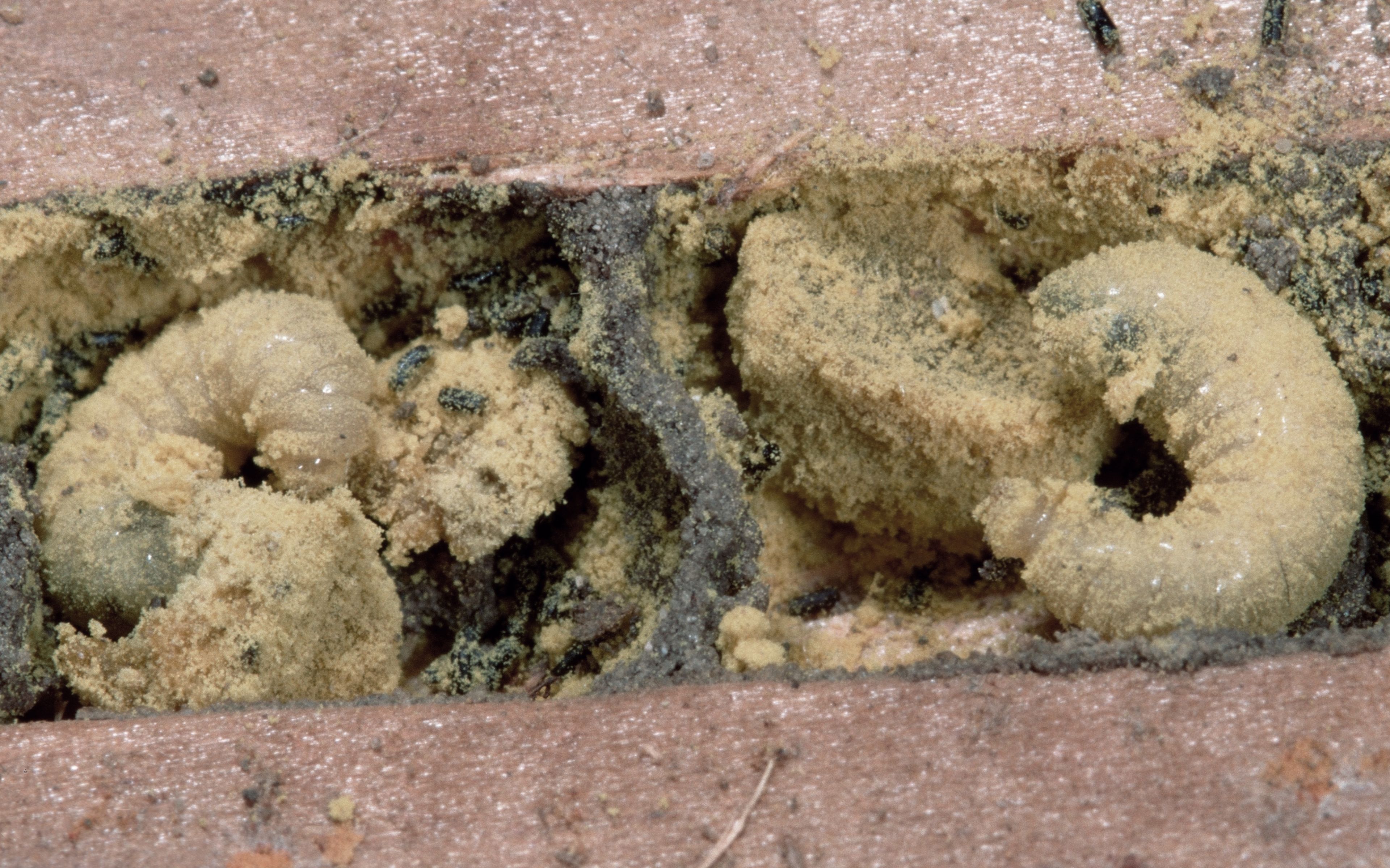 Steckbrief Wildbienen | Deutsche Wildtier Stiftung