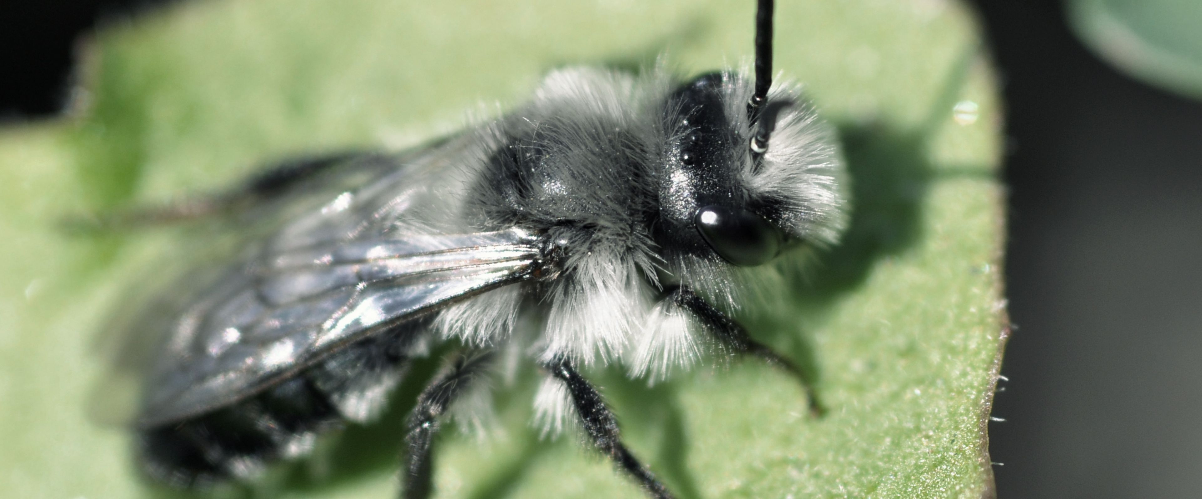 Steckbrief Wildbienen | Deutsche Wildtier Stiftung