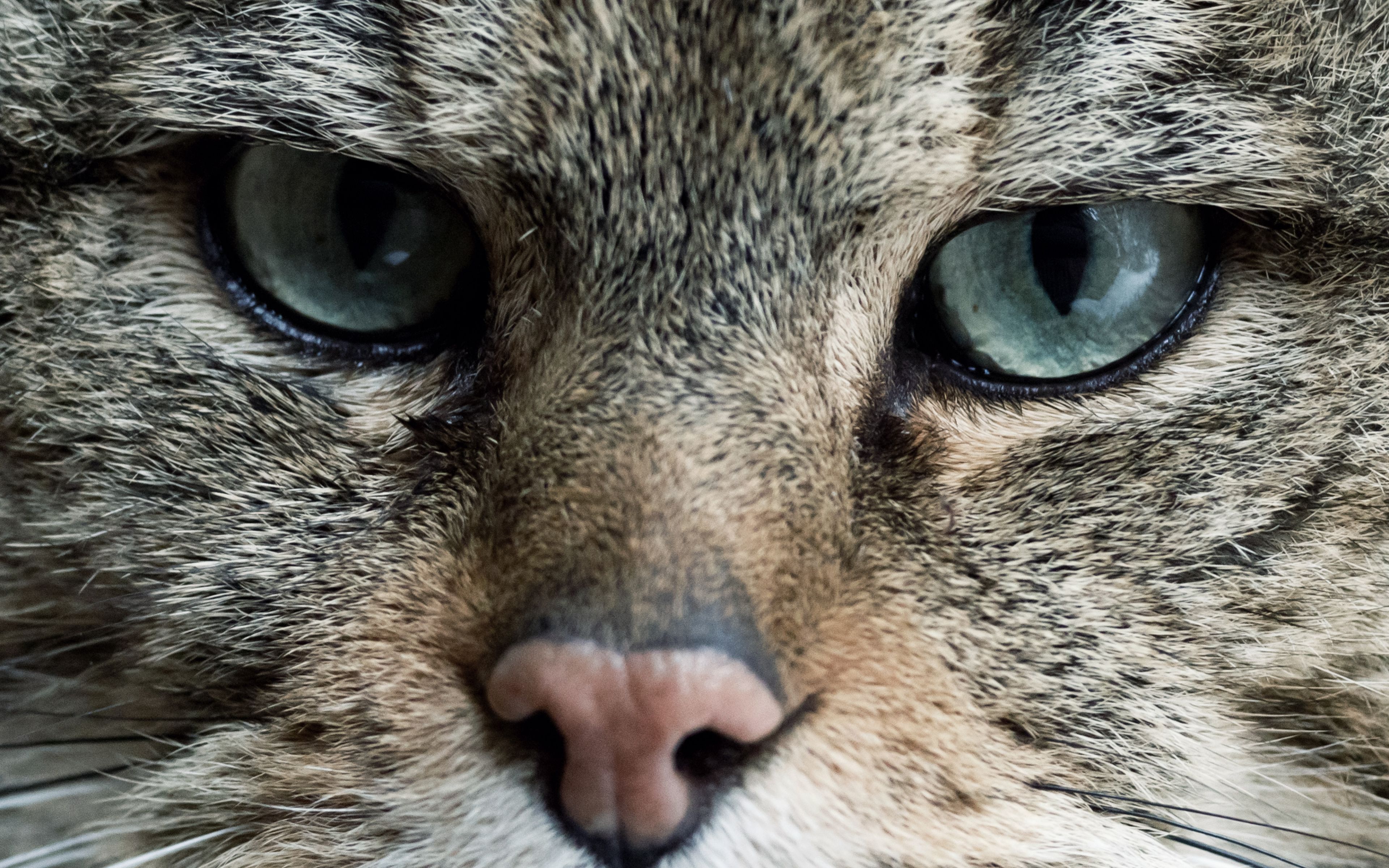 Wildkatze | Deutsche Wildtier Stiftung