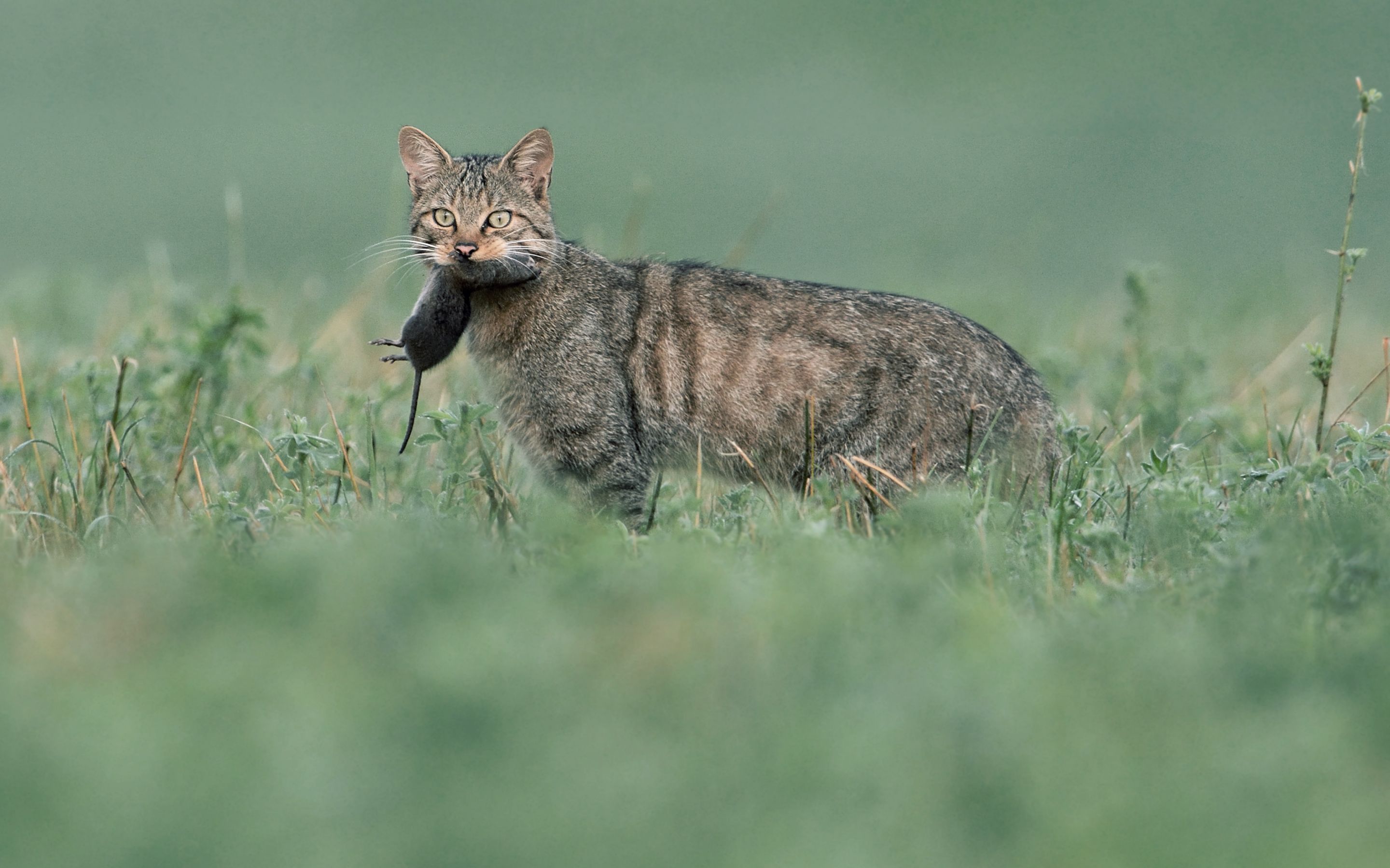 Wildkatze | Deutsche Wildtier Stiftung