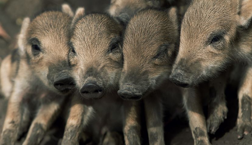 Wildschwein Steckbrief | Deutsche Wildtier Stiftung