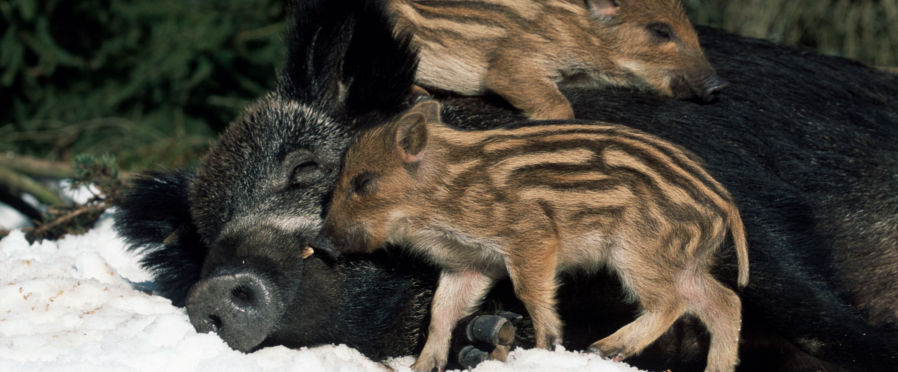 Wildschwein Steckbrief | Deutsche Wildtier Stiftung