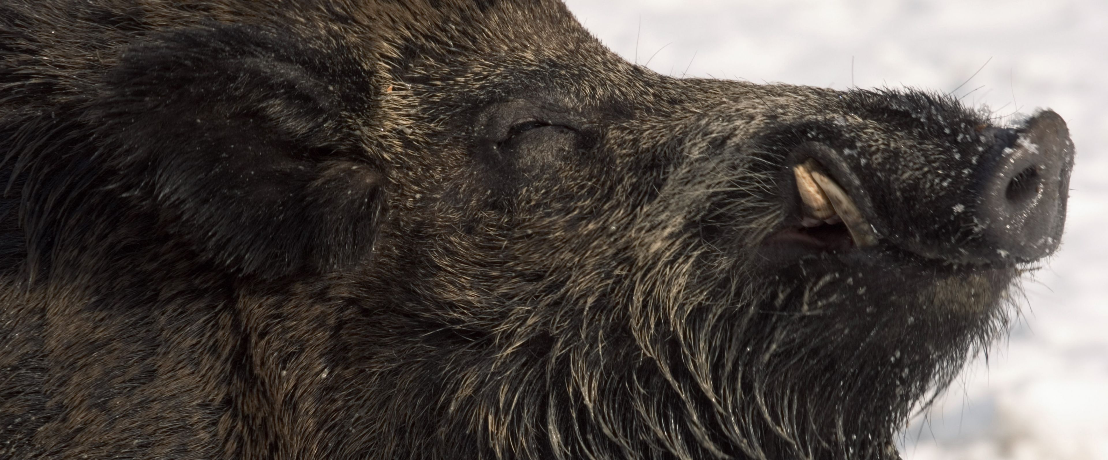 Wildschwein Steckbrief | Deutsche Wildtier Stiftung