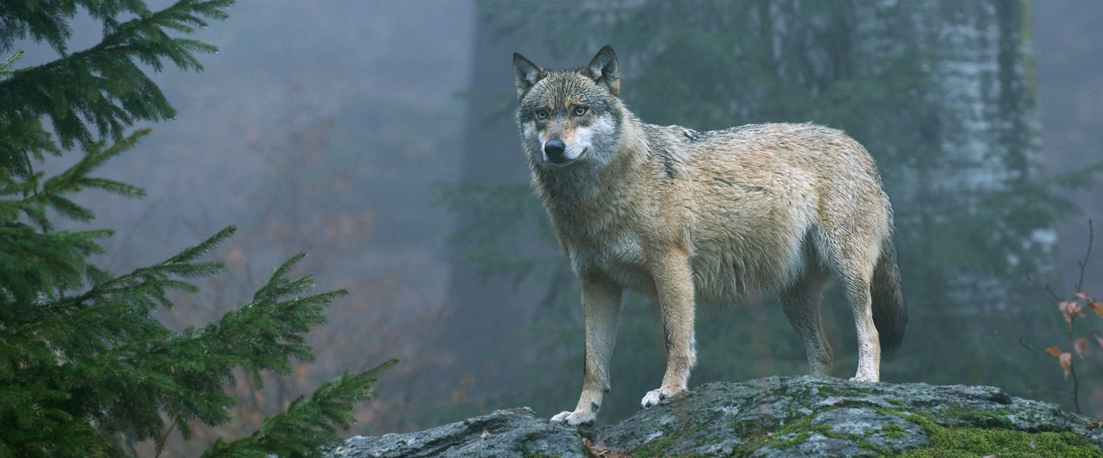 Steckbrief Wolf | Deutsche Wildtier Stiftung