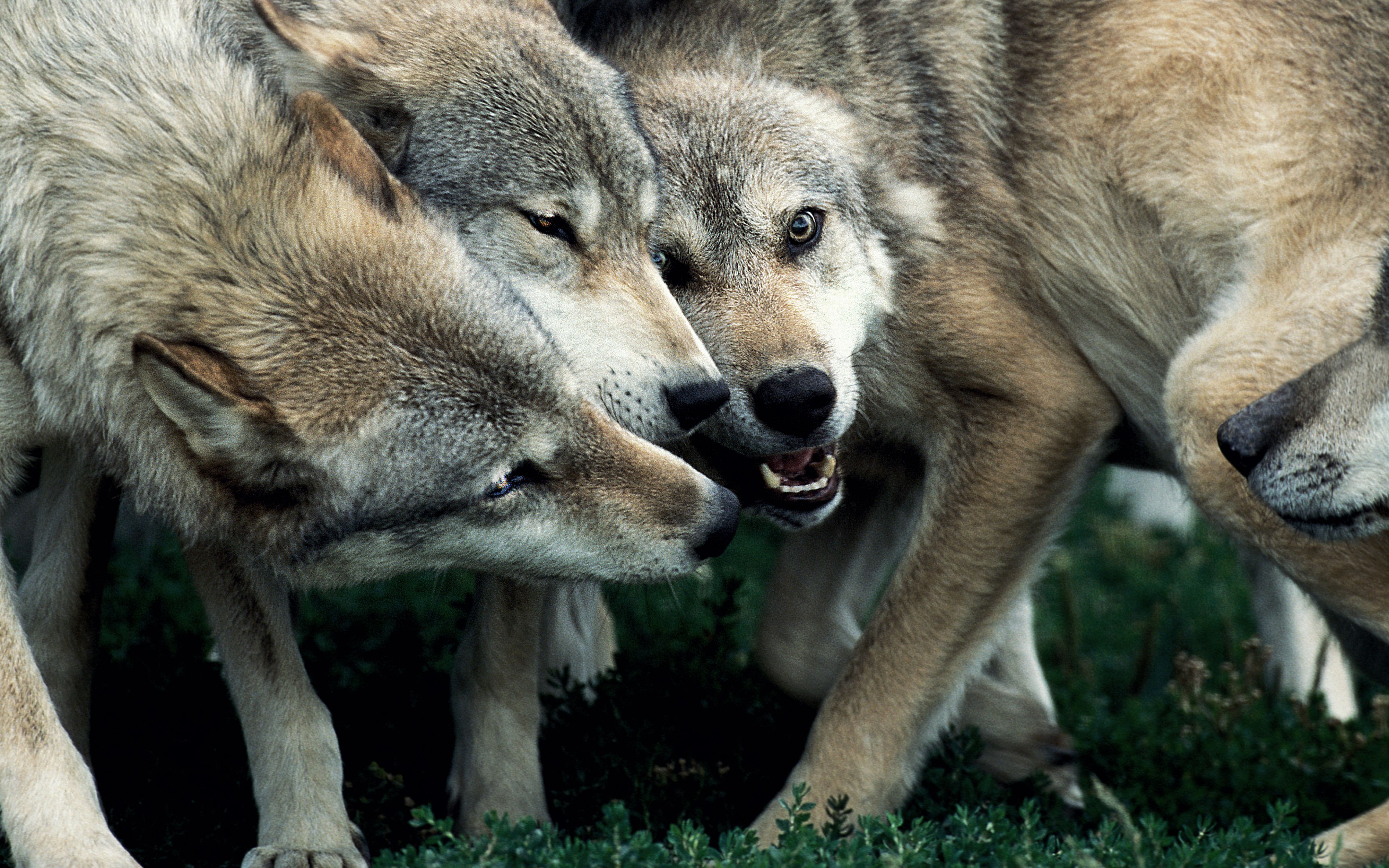 Steckbrief Wolf | Deutsche Wildtier Stiftung