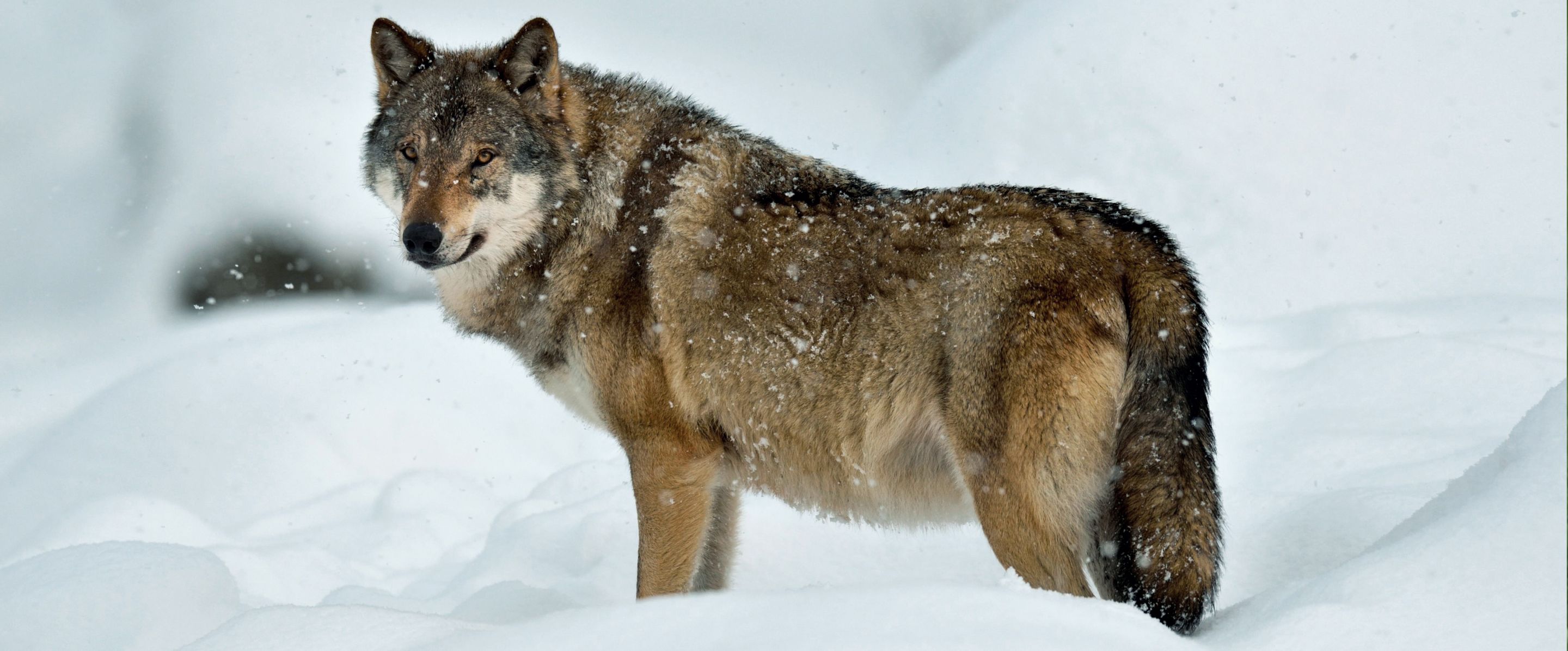 Steckbrief Wolf | Deutsche Wildtier Stiftung